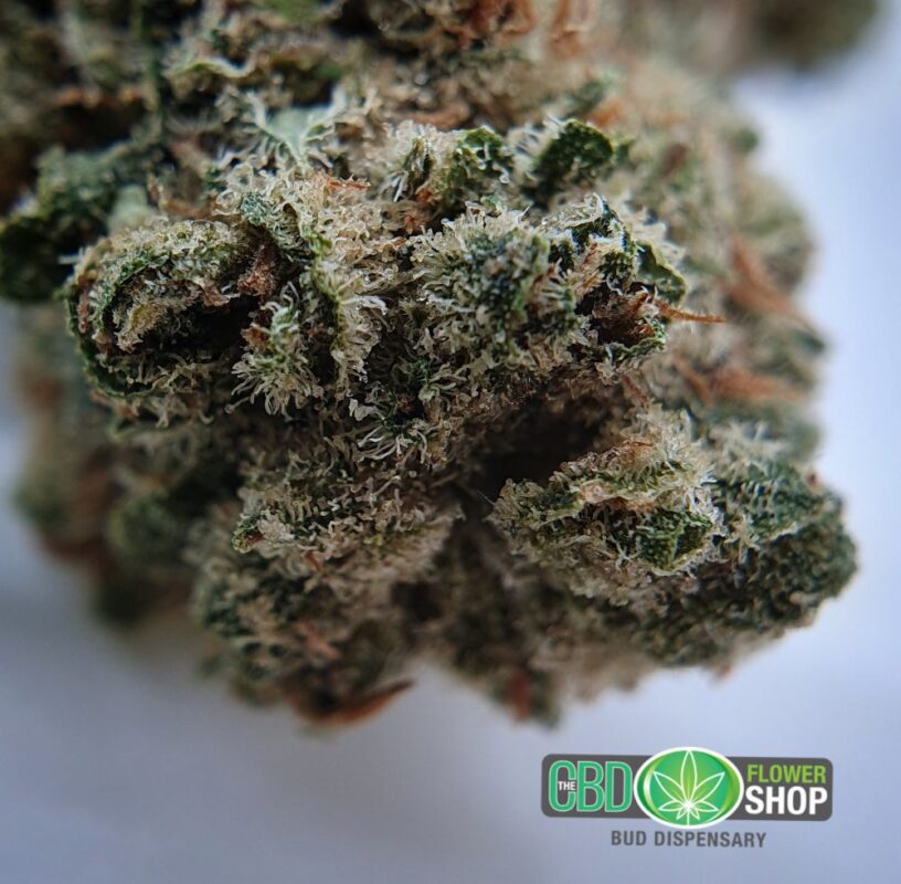 Gelato Strain | CBD Flower Tea | The CBD Flower Shop