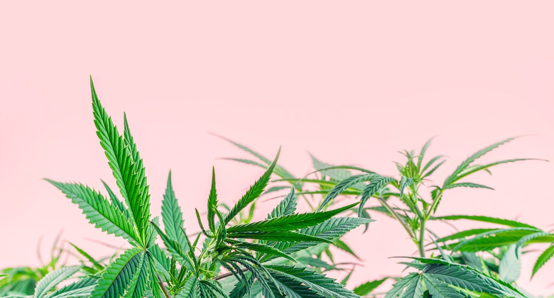 CBD Vs THC Effects: An Expert Guide | The CBD Flower Shop