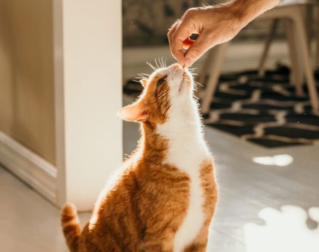 CBD For Cats: Benefits, Safety And Dosage Explained