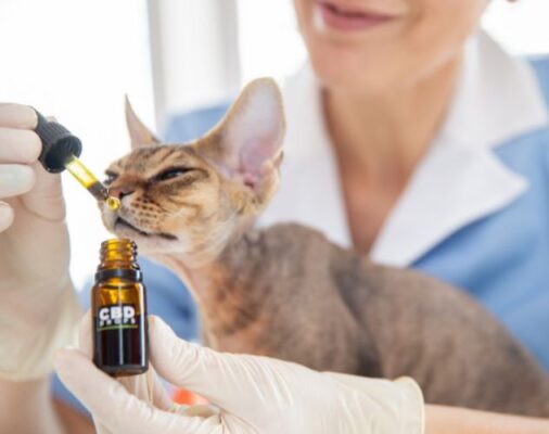 CBD For Cats: Benefits, Safety And Dosage Explained